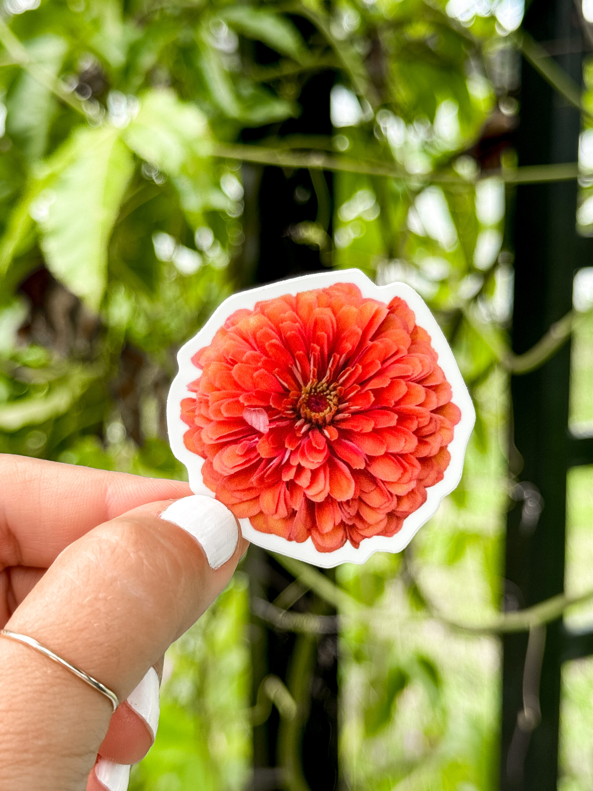 Pink Zinnia Vinyl Sticker - Within the Grove